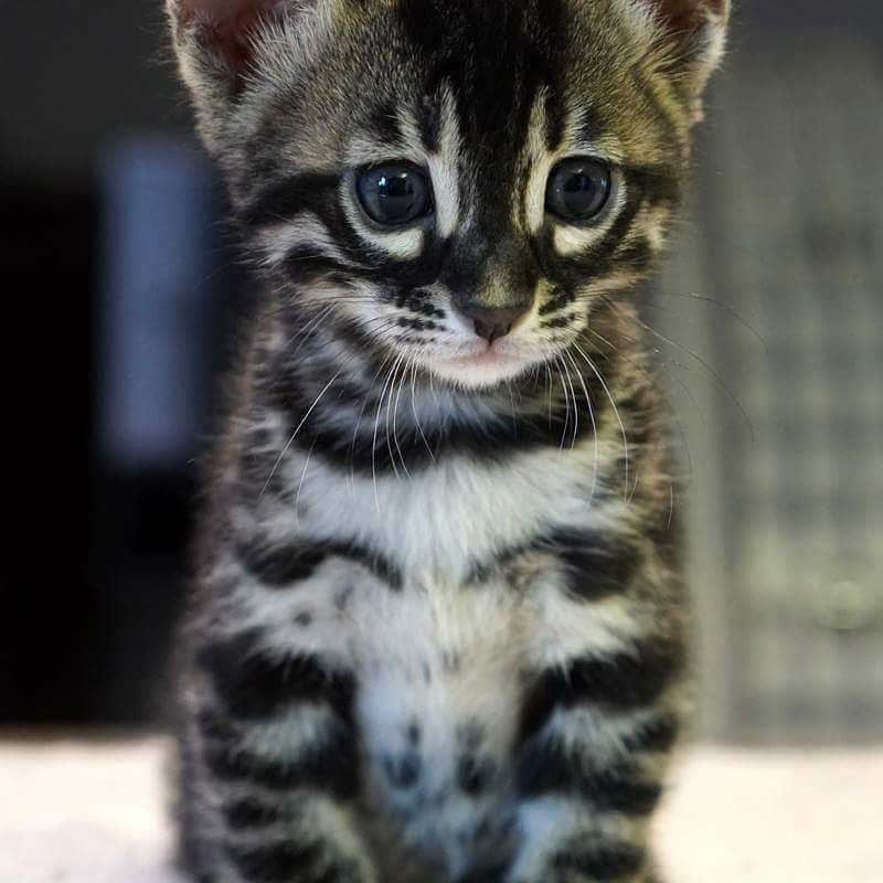 Allure Bengals, Bengal Cats, AllureBengals.com